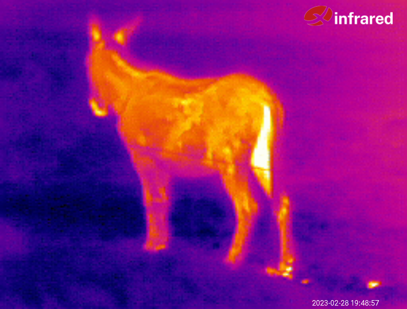 InfiRay Xinfrared T2 Pro Thermal Eye Review | Best Binocular Reviews