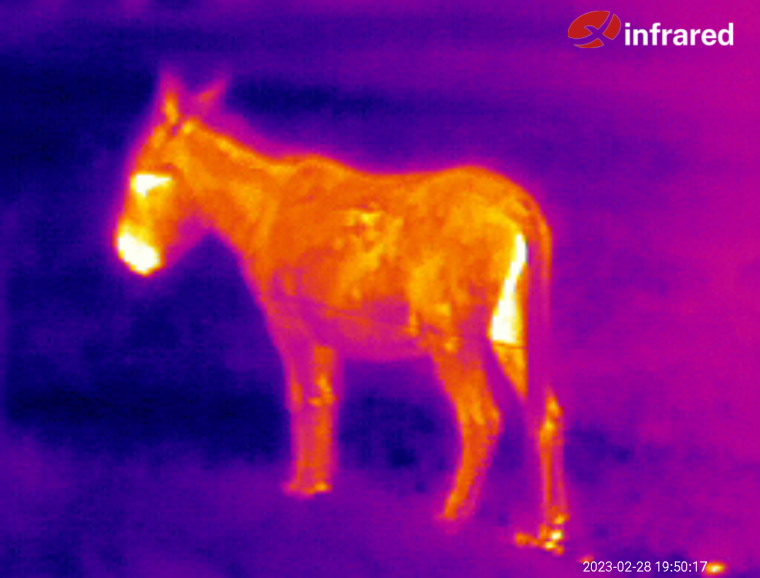 InfiRay Xinfrared T2 Pro Thermal Eye Review | Best Binocular Reviews