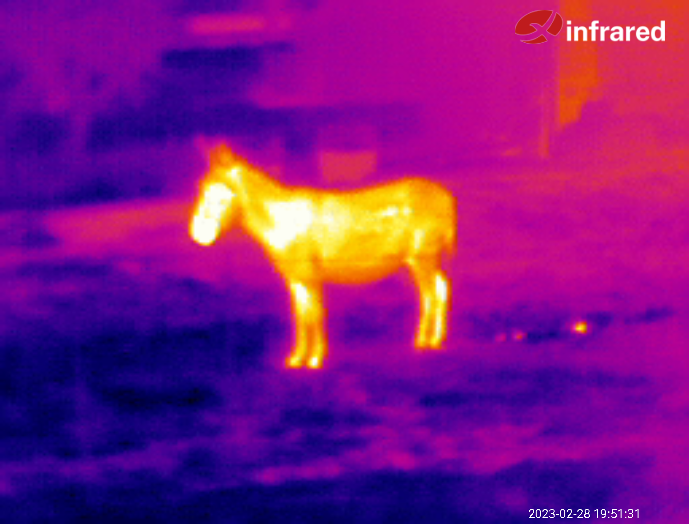 InfiRay Xinfrared T2 Pro Thermal Eye Review | Best Binocular Reviews