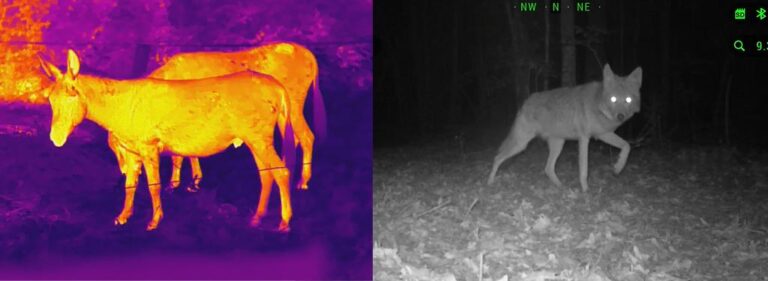 Thermal Imaging vs. Night Vision: An In-depth Comparison | Best ...